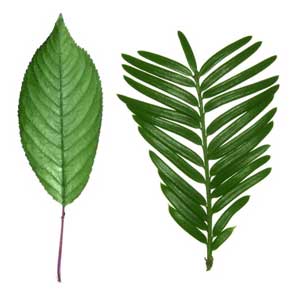 Tree Tools for Schools - Woodland Trust