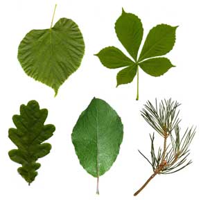 Tree Tools for Schools - Woodland Trust