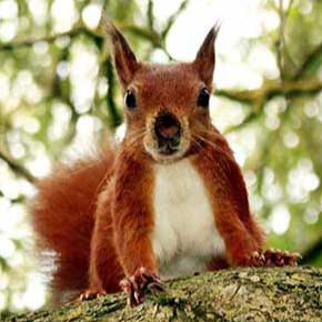 Tree Tools for Schools - Woodland Trust