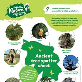 Tree Tools for Schools - Woodland Trust