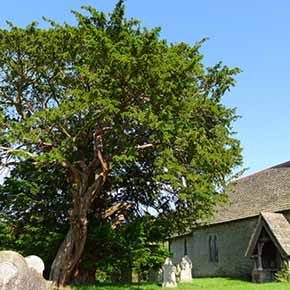 Tree Tools for Schools - Woodland Trust