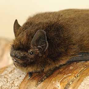 Tree Tools for Schools - Woodland Trust